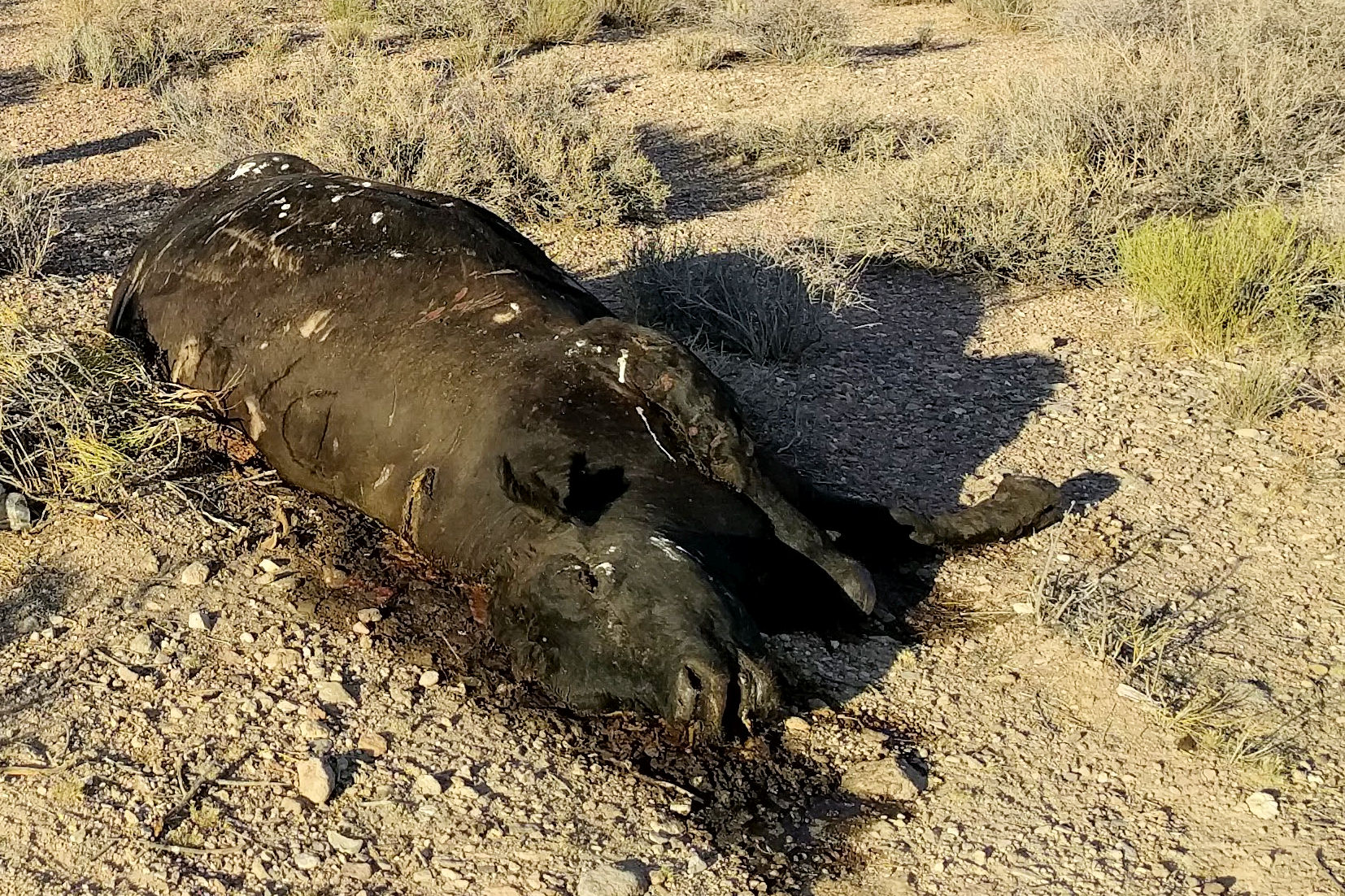 Cattle Mutilation を探し求めて UFOの聖地に。結果はいかに。 | ラスベガス大全 - 世界最大級のラスベガス観光情報サイト